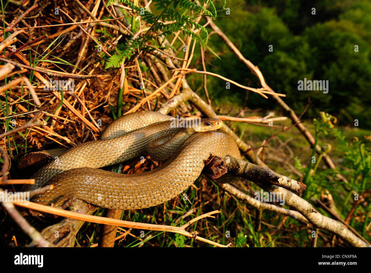 Italian Aesculapian Snake (Zamenis lineatus, Zamenis longissimus ...