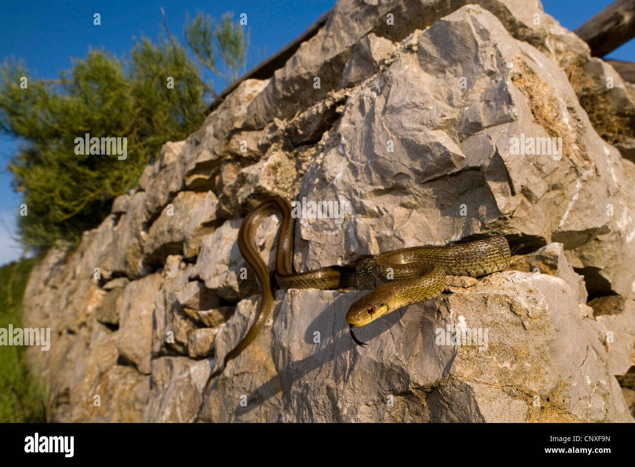 Italian Aesculapian Snake (Zamenis lineatus, Zamenis longissimus ...