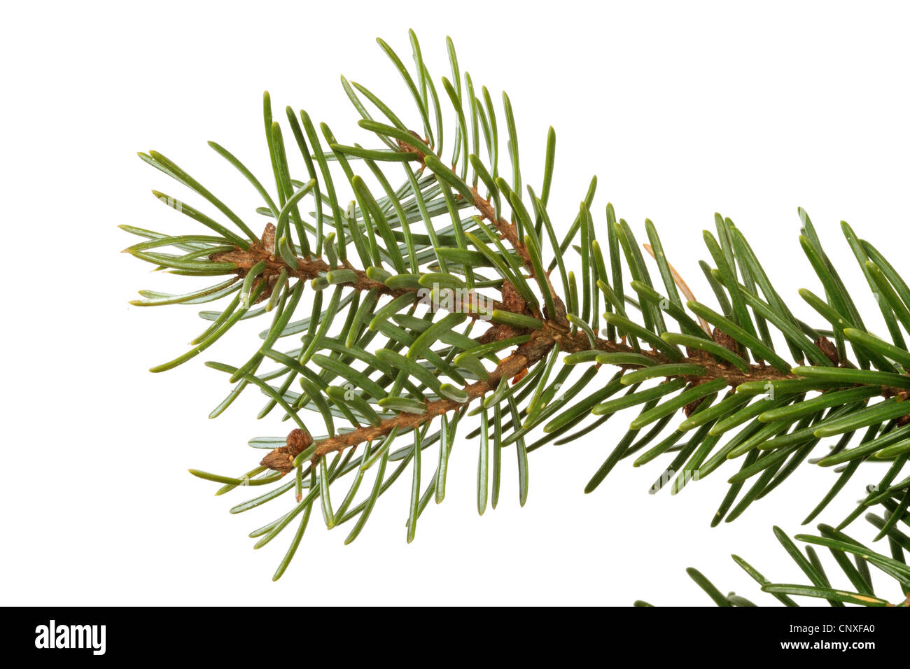 Serbian Spruce (Picea omorika), branch, cutout Stock Photo - Alamy