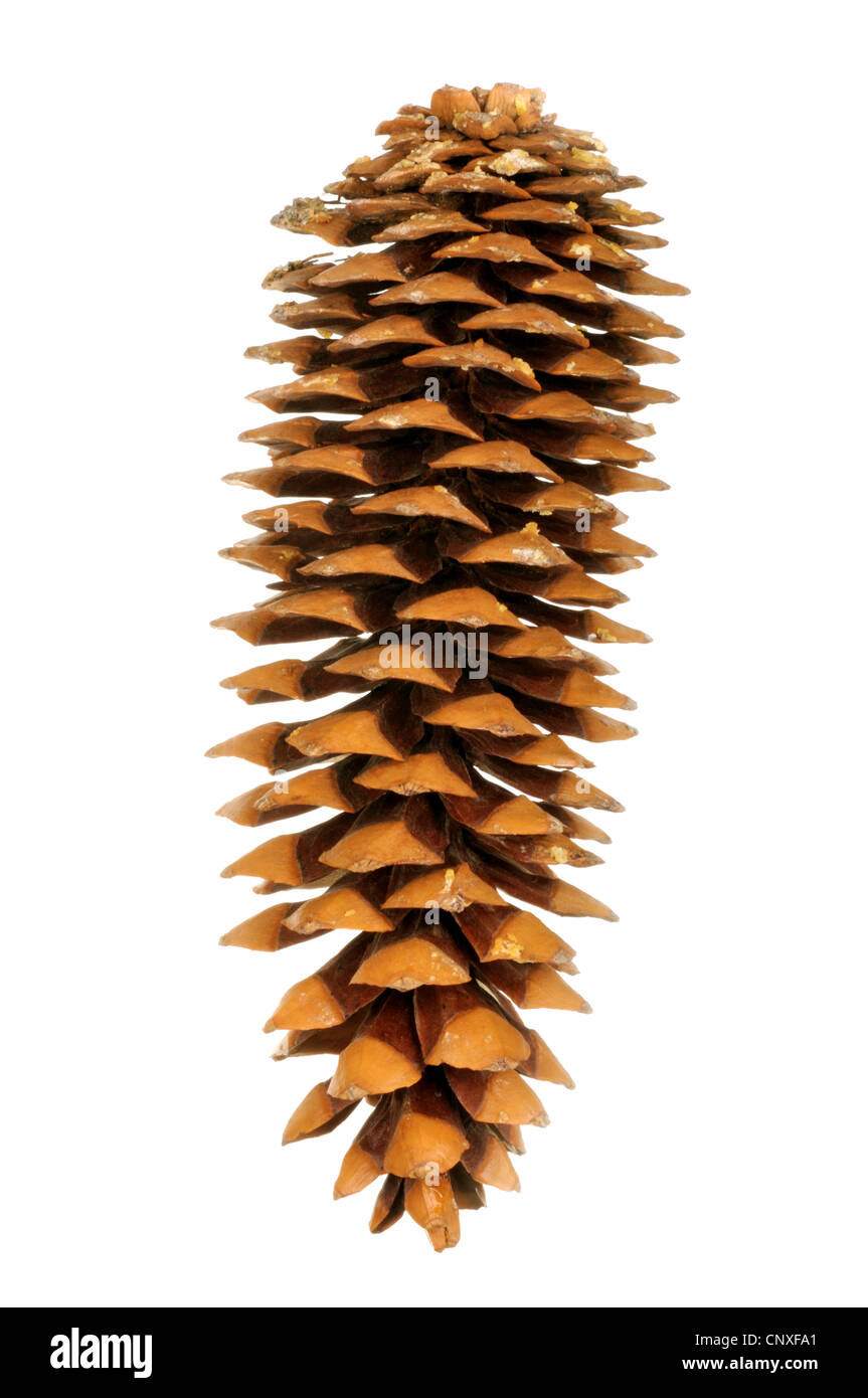 Bhutan Pine, Himalayan Pine (Pinus wallichiana), cone, cutout Stock ...