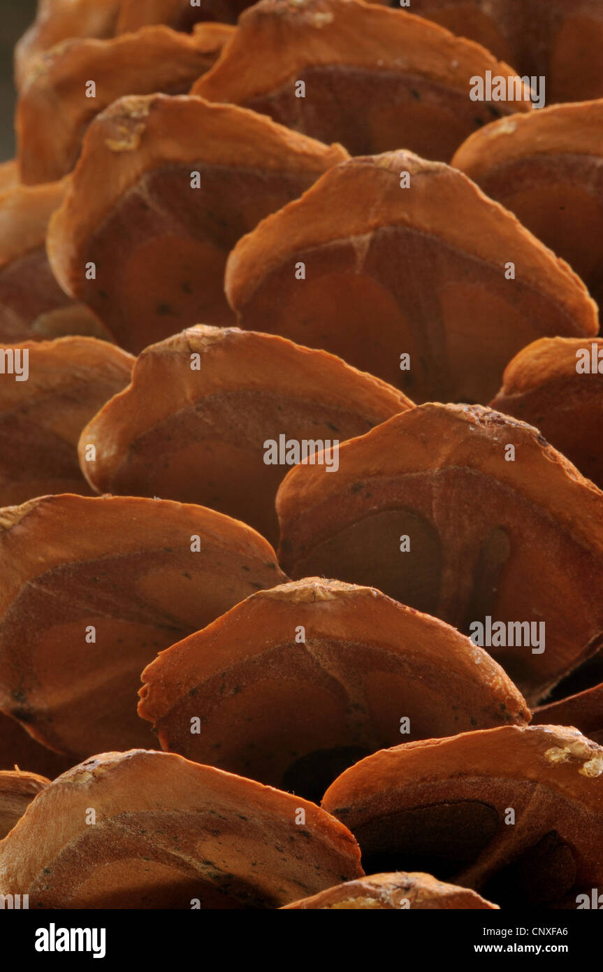Bhutan Pine, Himalayan Pine (Pinus wallichiana), cone scales Stock ...