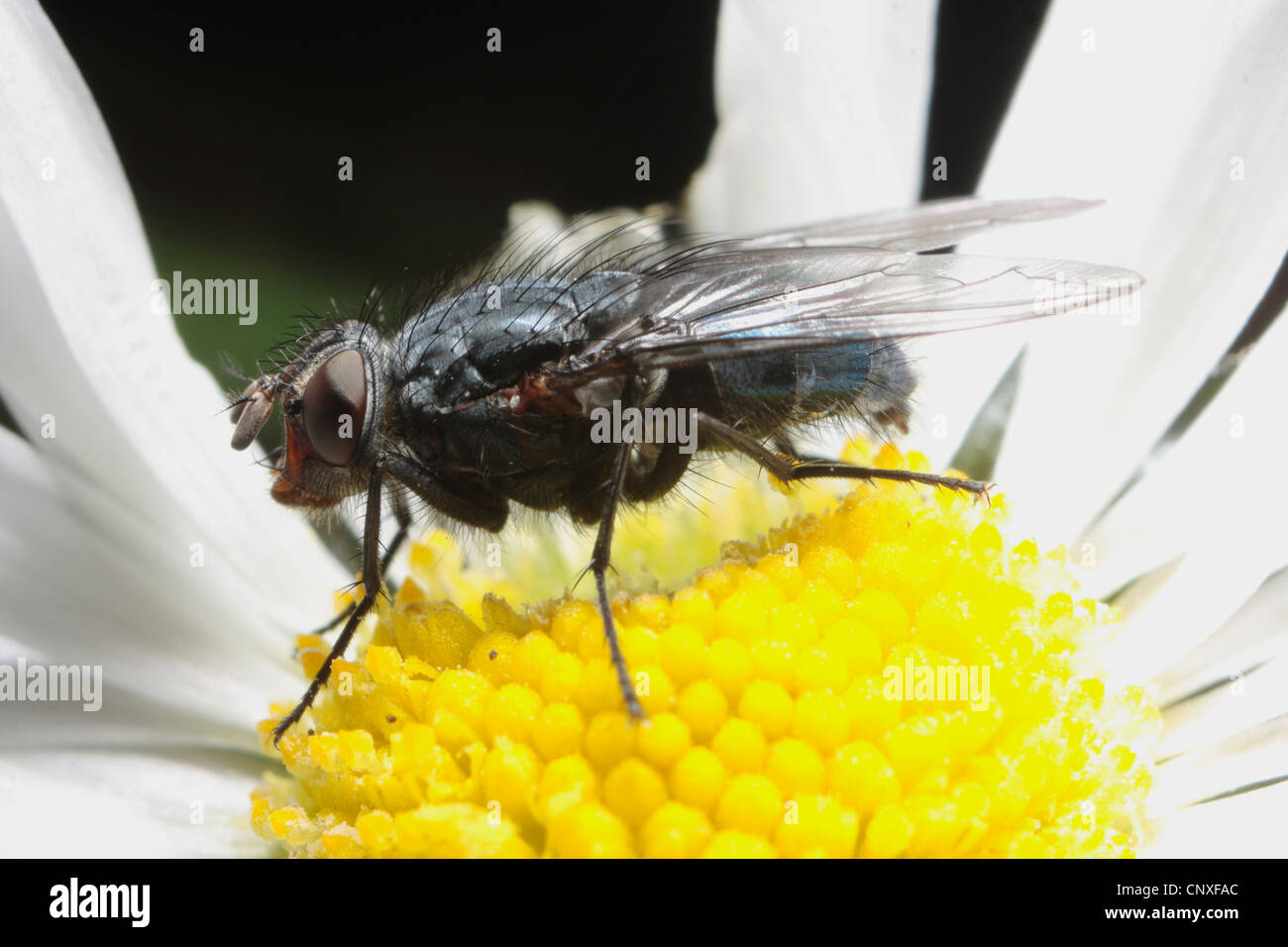 Creepy critters hi-res stock photography and images - Alamy