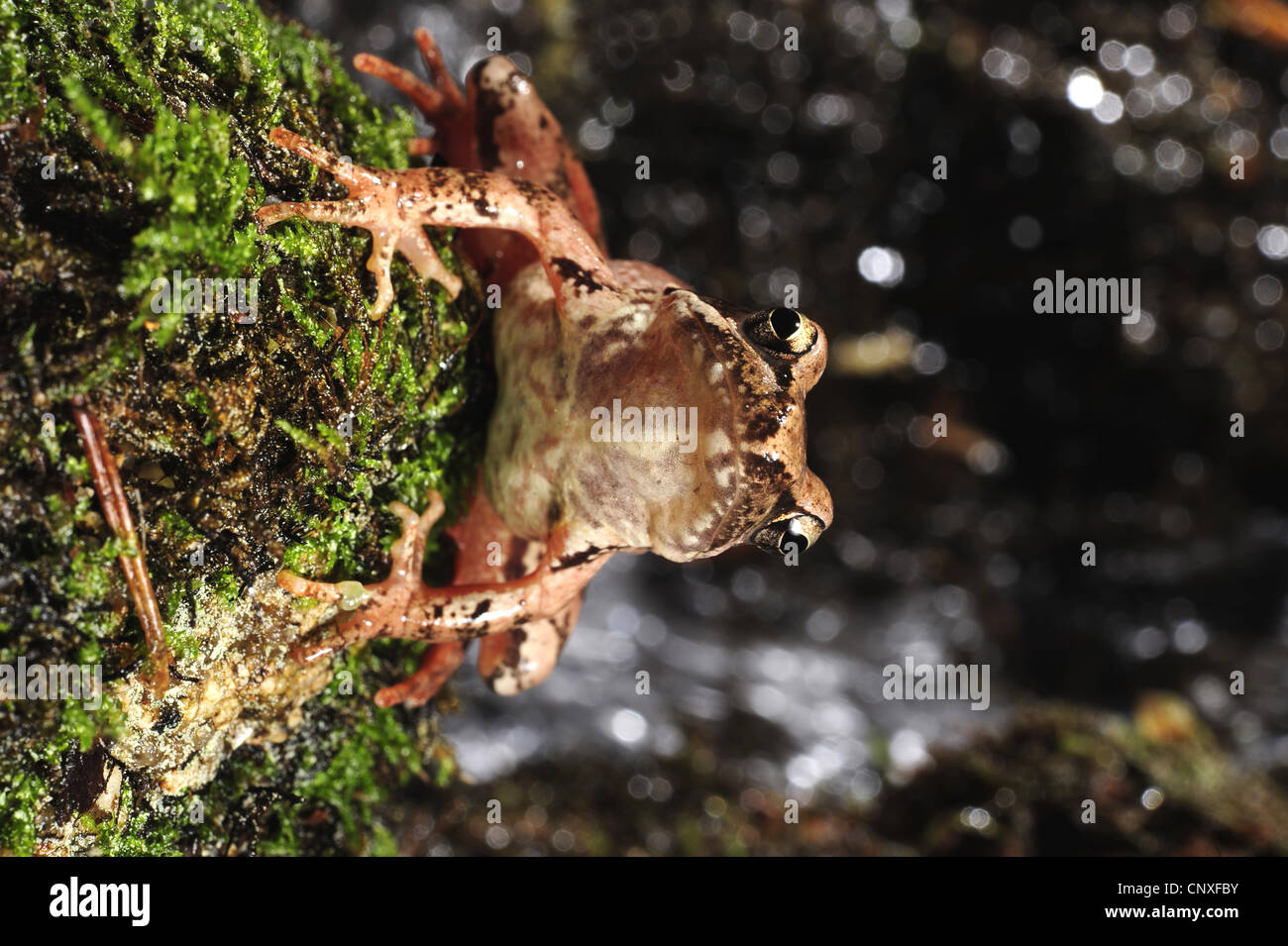 Italian Stream Frog (Rana italica ), sitting in front of small ...
