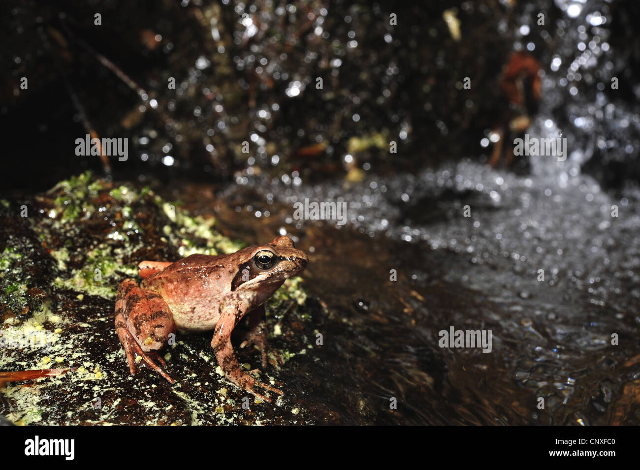 Italian Stream Frog (Rana italica ), sitting on the waterfront, Italy ...