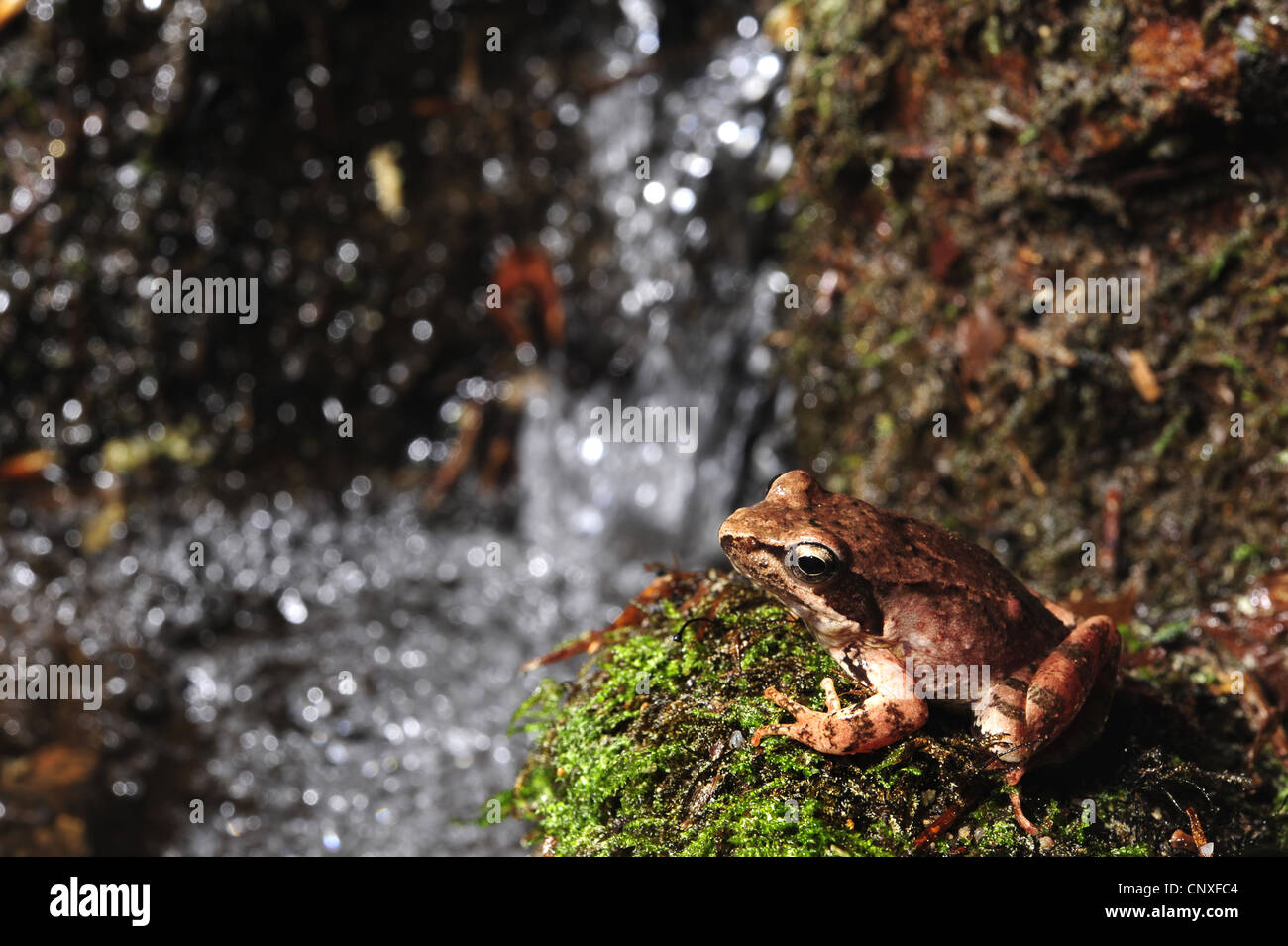 Italian Stream Frog (Rana italica ), sitting on the waterfront, Italy ...