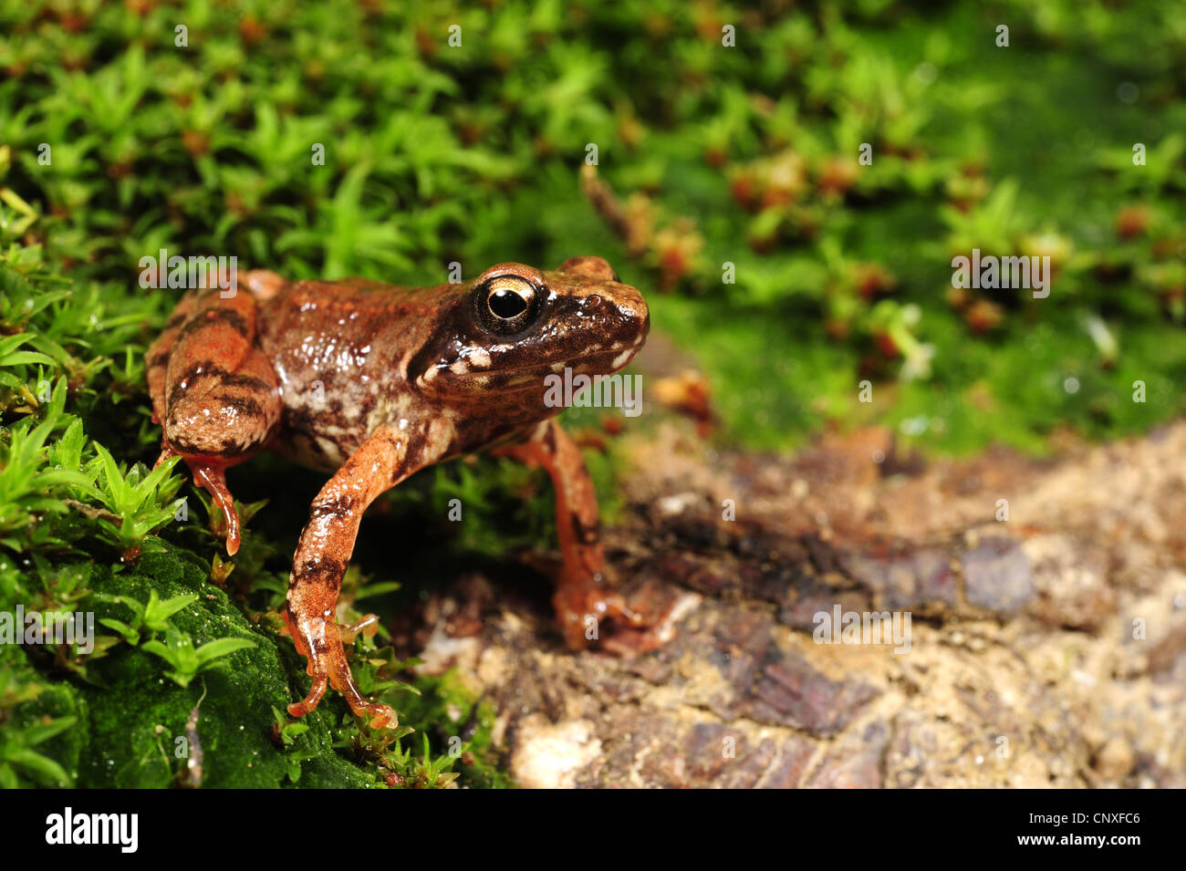 Italian stream frog hi-res stock photography and images - Alamy