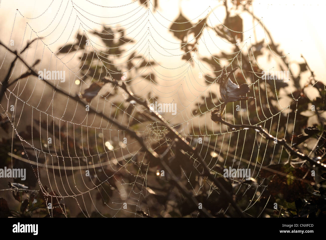 spider web in morning mist Stock Photo - Alamy