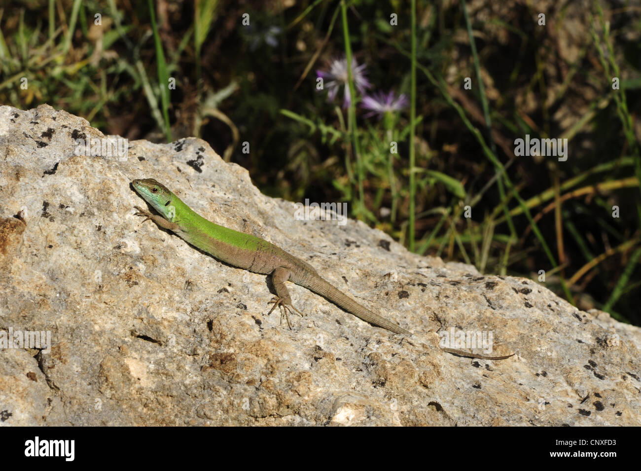 Italian wall lizard, ruin lizard, European wall lizard (Podarcis sicula ...