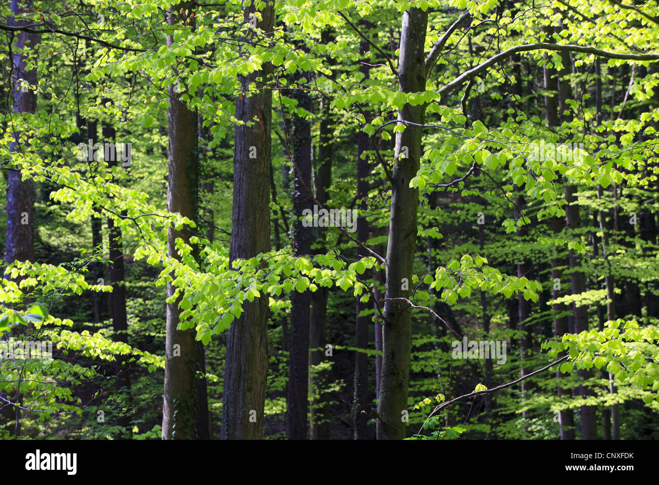 common beech (Fagus sylvatica), beech forest in spring Stock Photo - Alamy