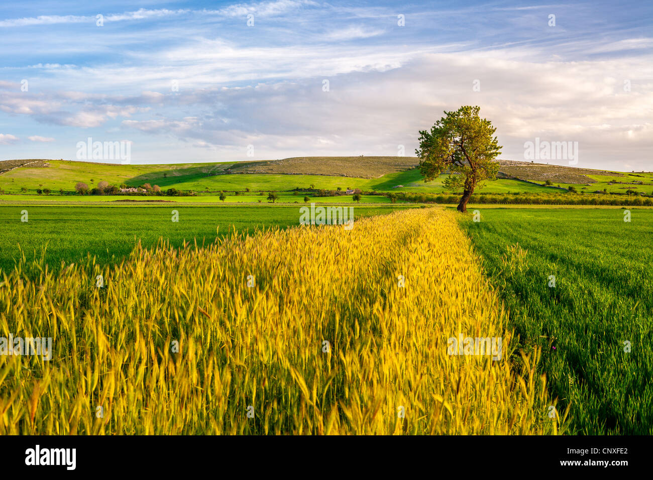 Wheat Field with a Tree on Sunset Stock Photo - Alamy