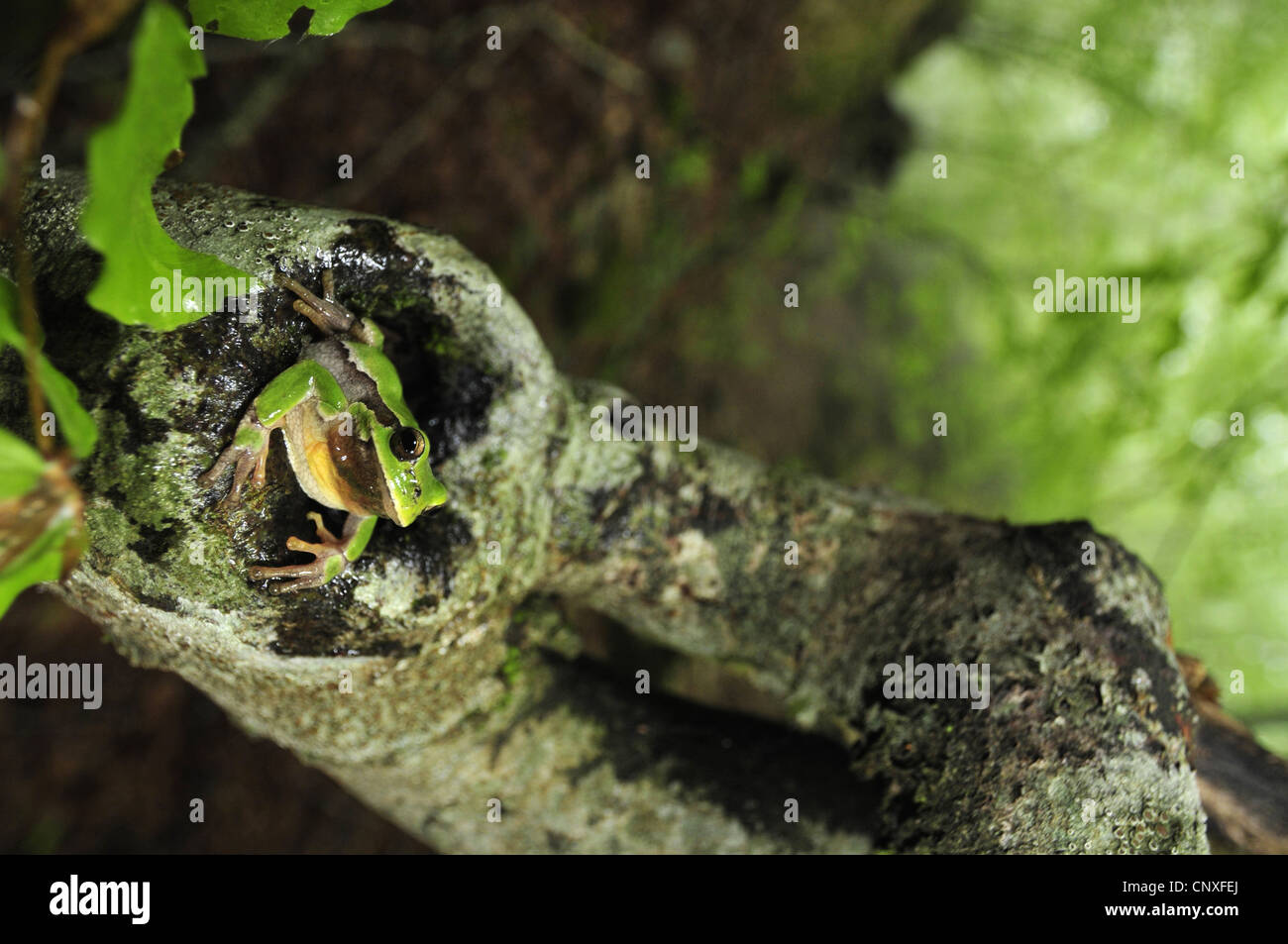 Italian Tree Frog (Hyla intermedia ), sitting on a branch, Italy ...