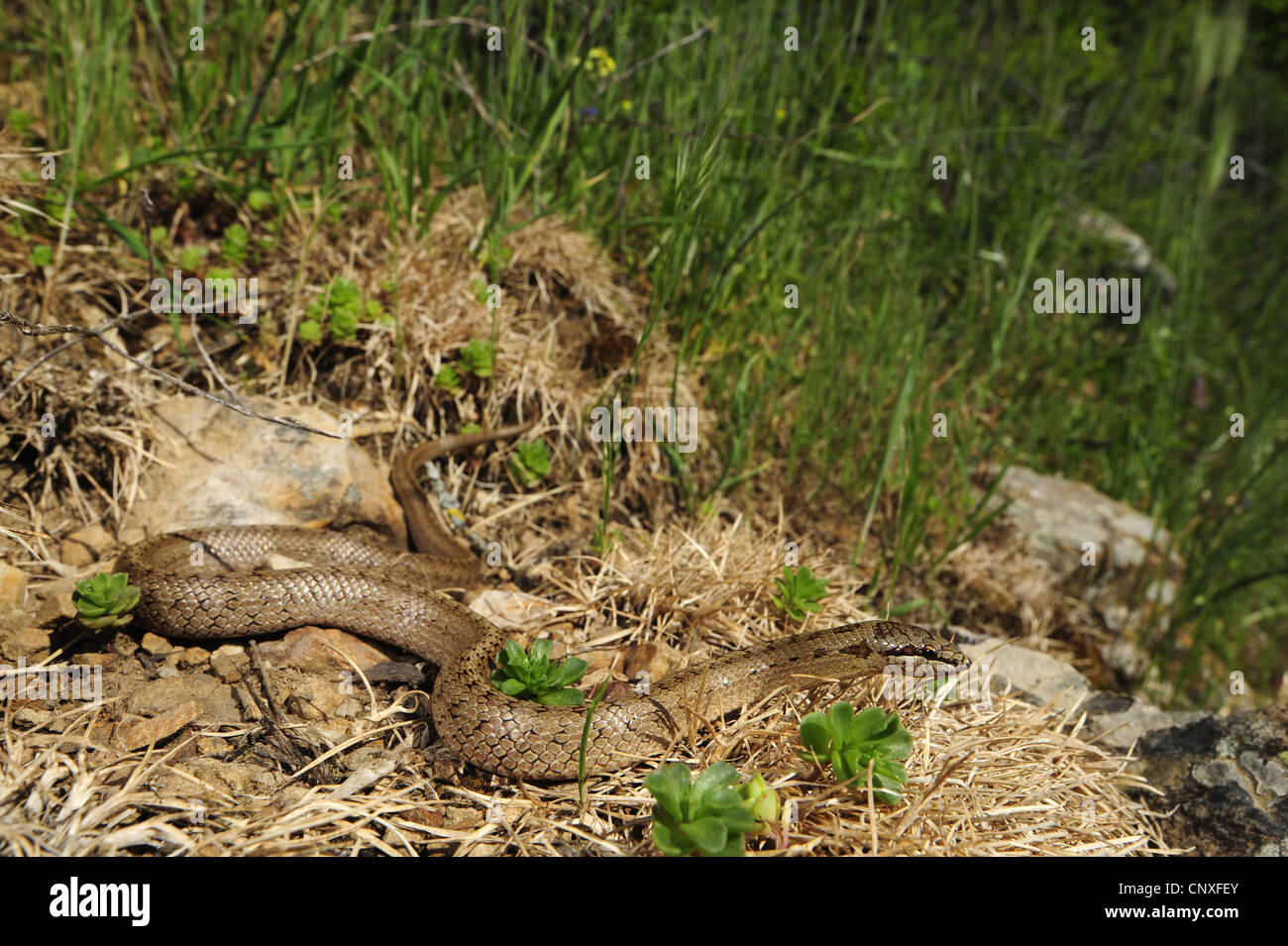 Sunbathing snakes hi-res stock photography and images - Alamy