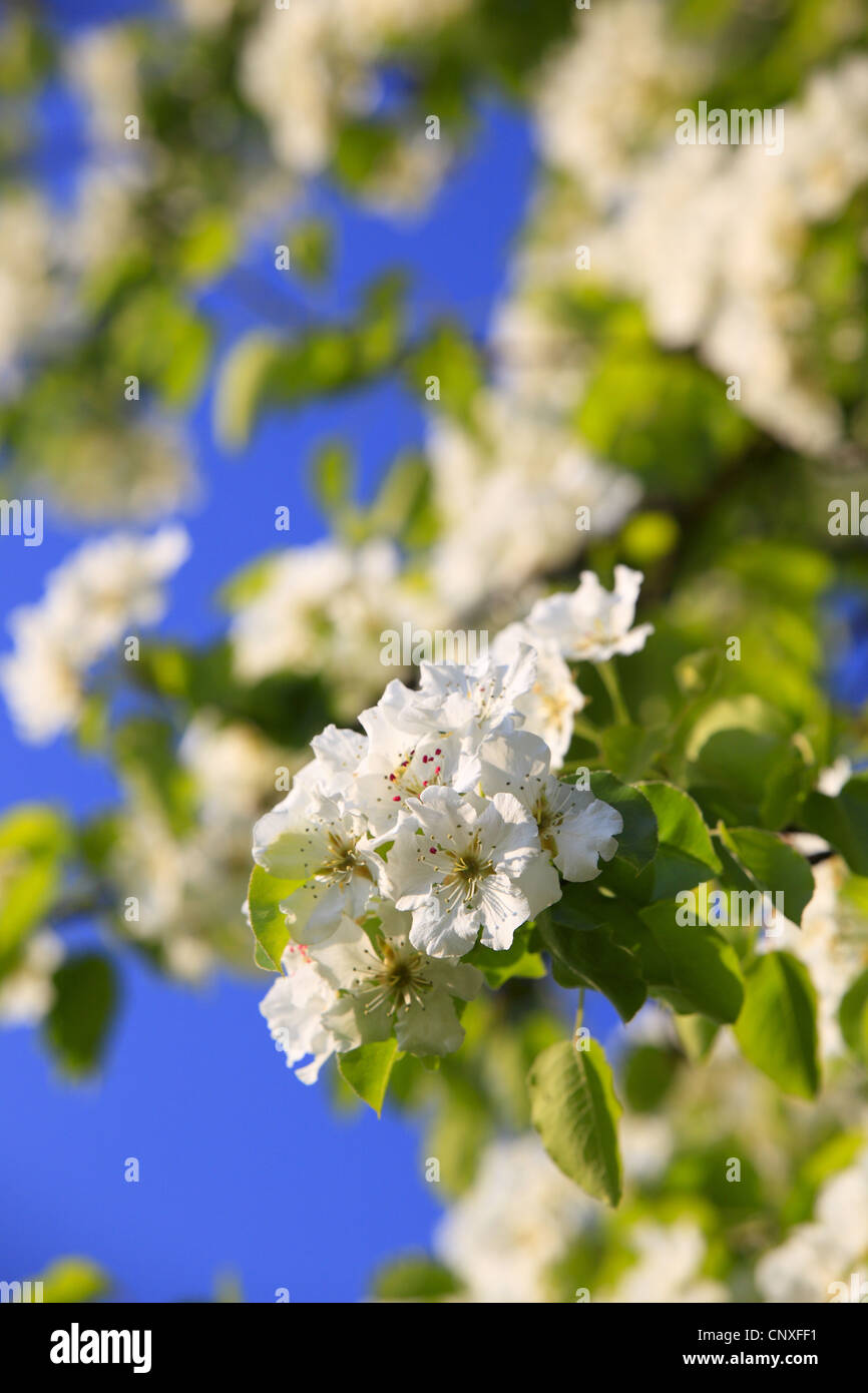common pear, pear tree (Pyrus communis, Pyrus domestica), twigs of a ...