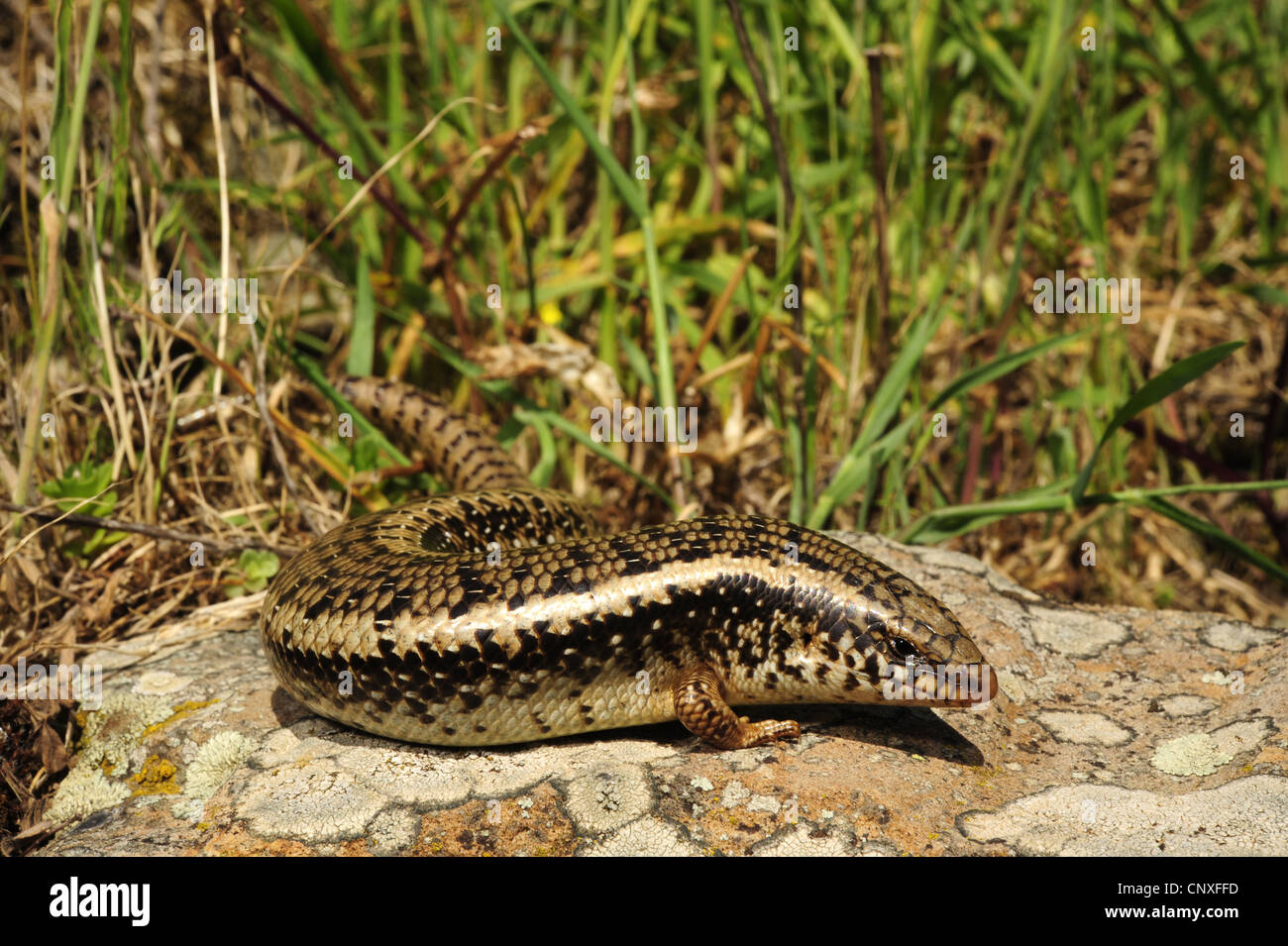 ocellated skink (Chalcides ocellatus, Chalcides ocellatus tiligugu ...