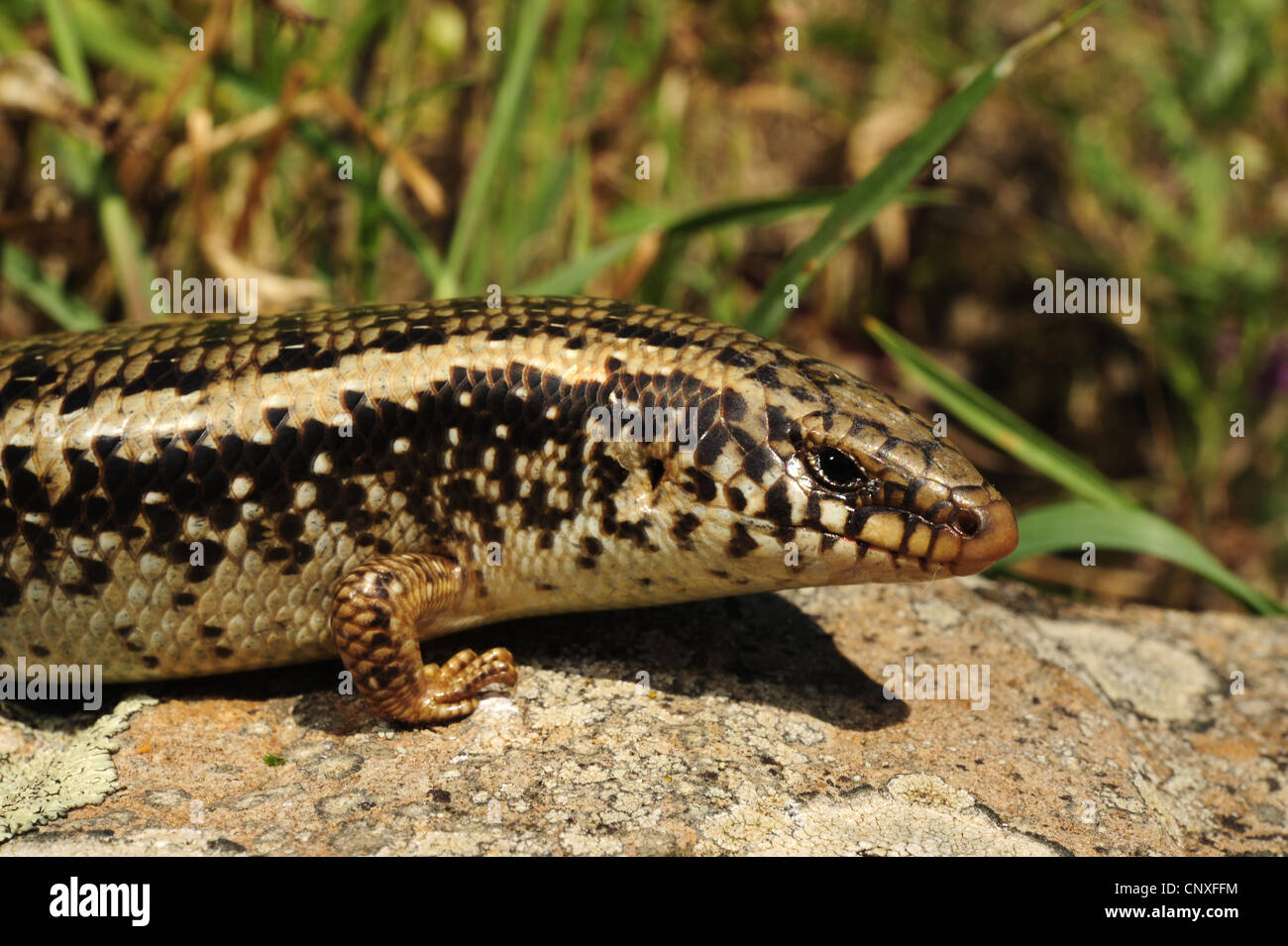 ocellated skink (Chalcides ocellatus, Chalcides ocellatus tiligugu ...