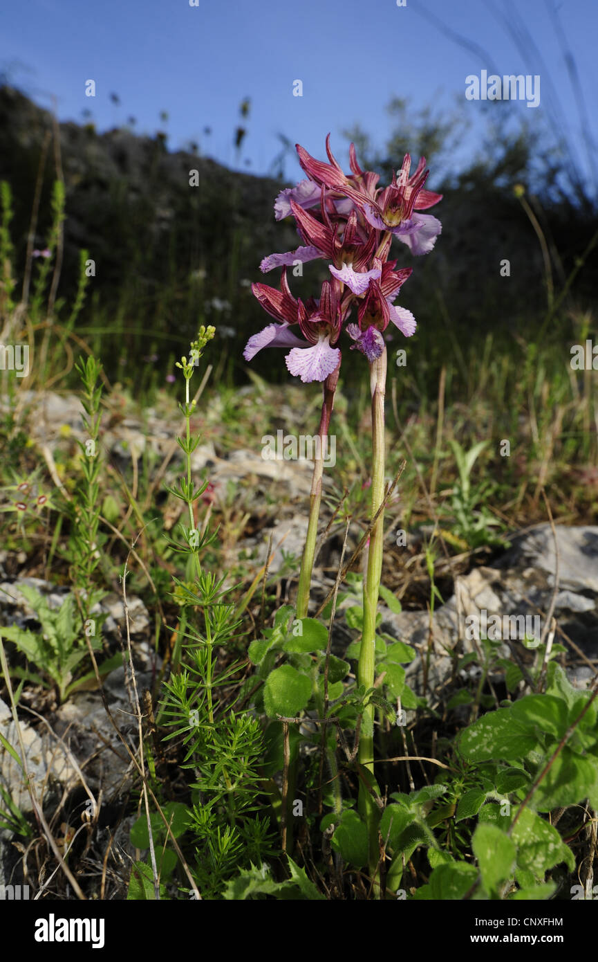 Papilionacea hi-res stock photography and images - Alamy