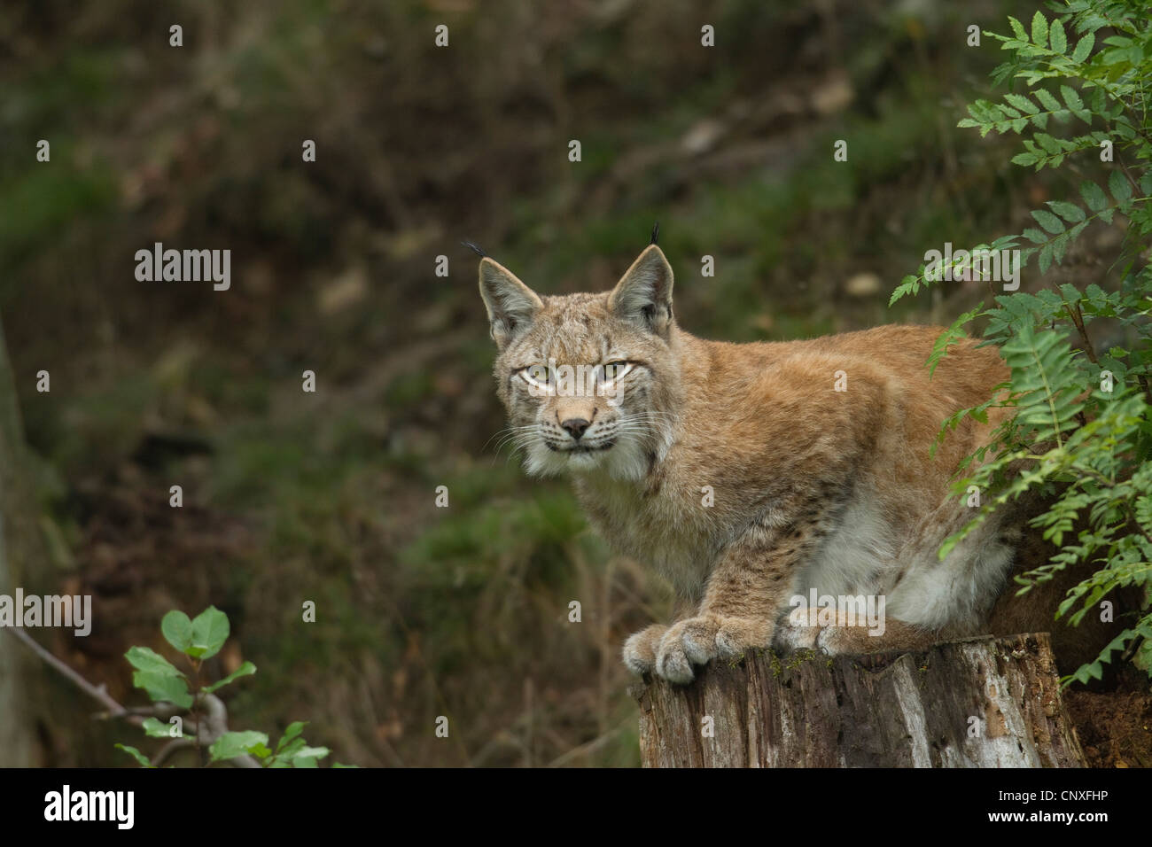 Eurasian lynx (Lynx lynx), sitting on a tree snag, Germany Stock Photo ...