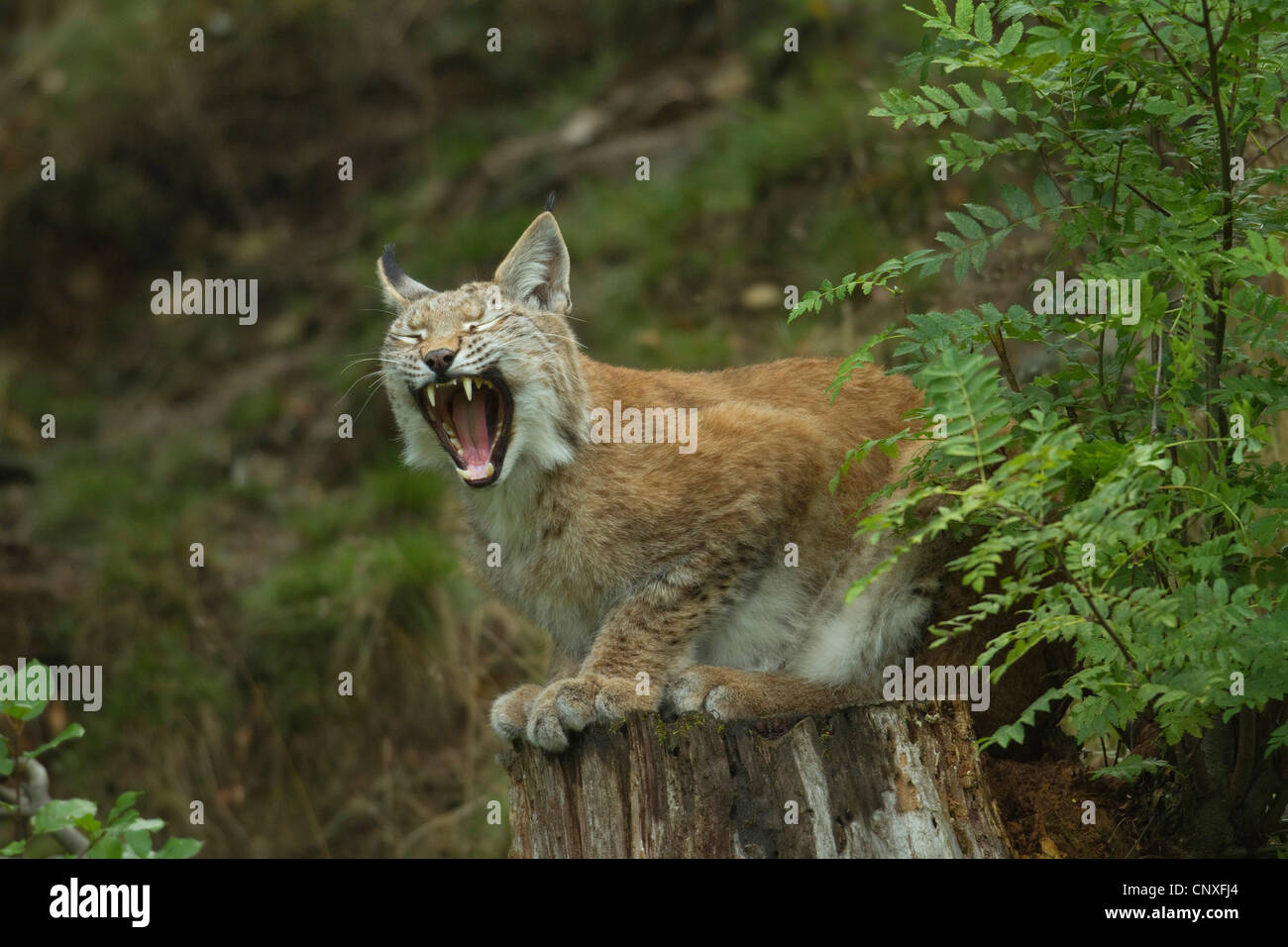 Eurasian lynx (Lynx lynx), sitting on a tree snag yawning, Germany ...