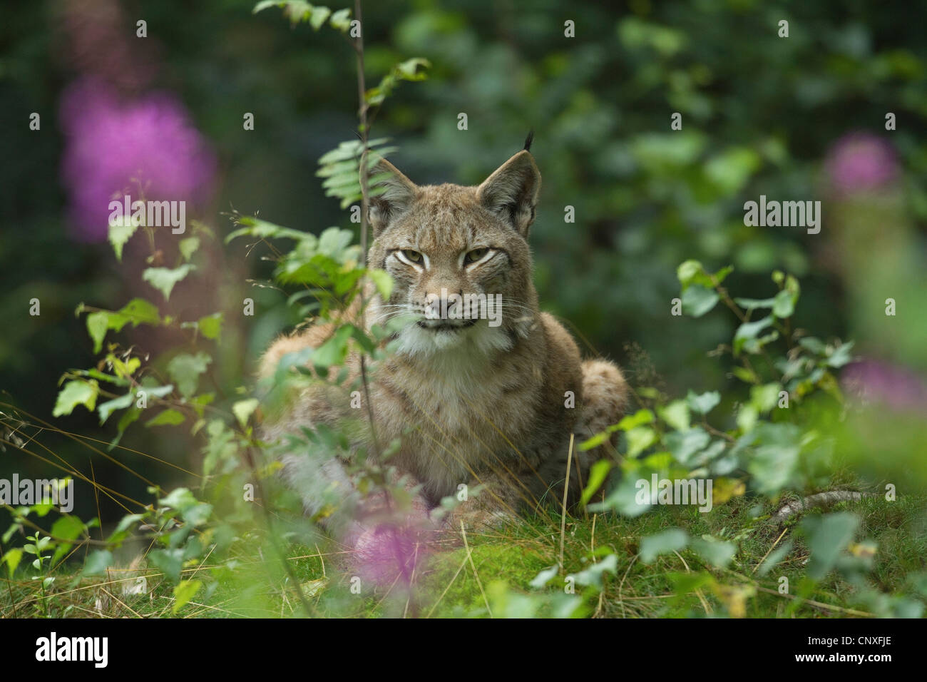 Eurasian lynx (Lynx lynx), lying on the forest ground, Germany Stock ...