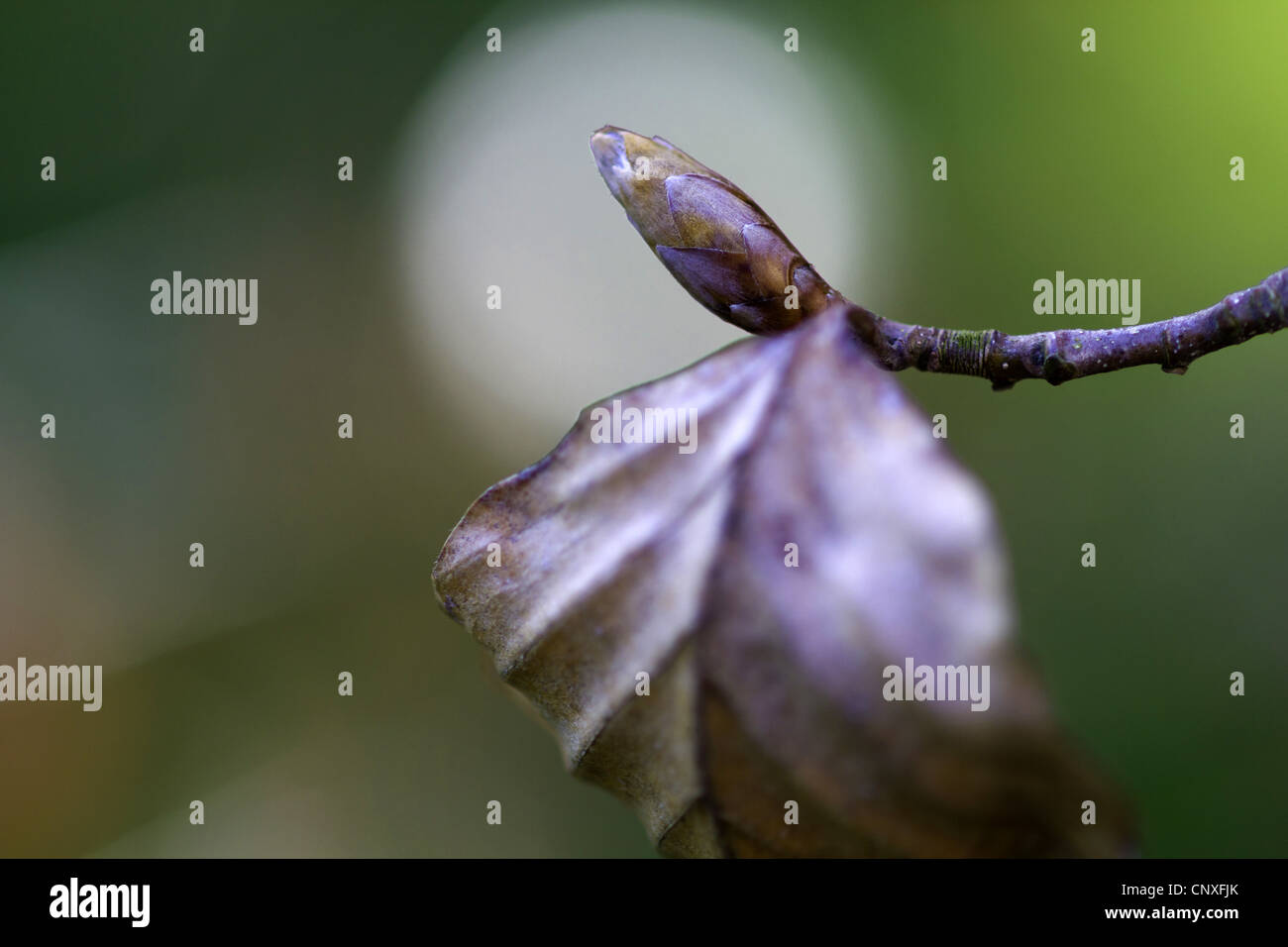 European beech fagus sylvatica bud hi-res stock photography and images ...
