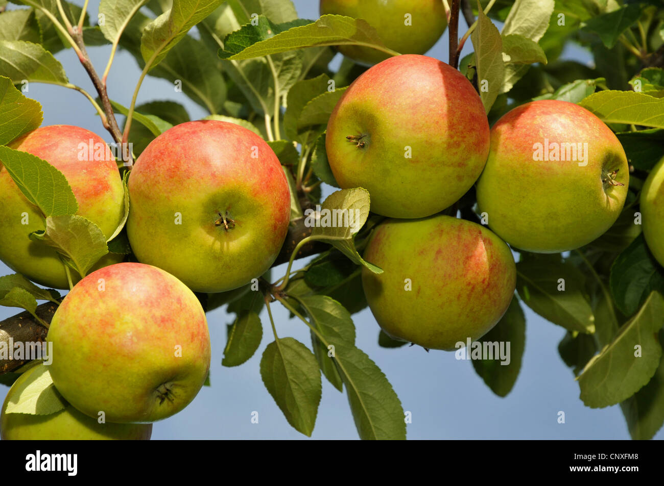 apple (Malus domestica), branch with ripe apples, Germany Stock Photo ...