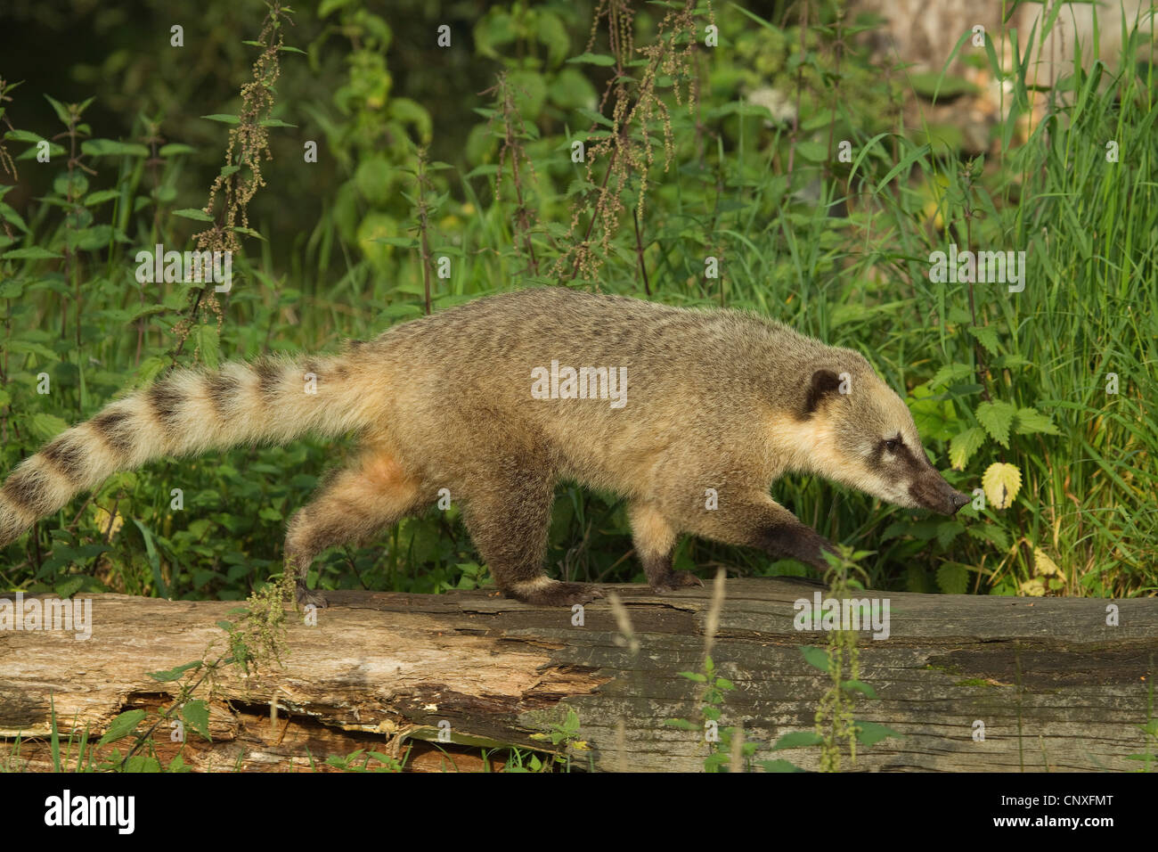 coatimundi, common coati, brown-nosed coati (Nasua nasua), walking ...
