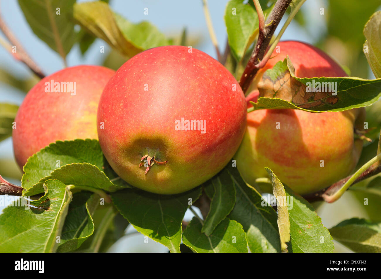 apple (Malus domestica), branch with ripe red apples, Germany Stock ...
