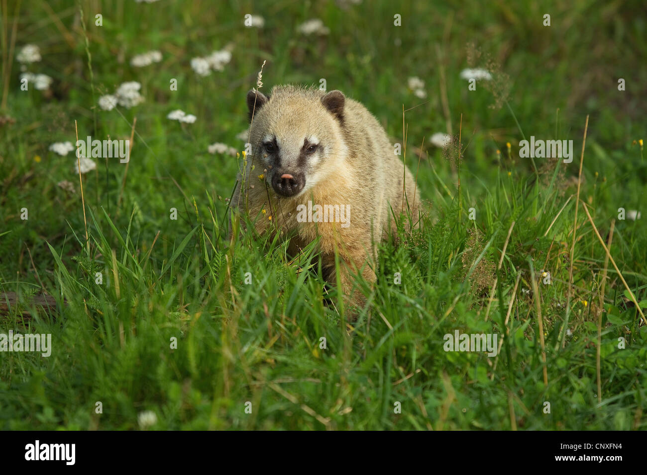 coatimundi, common coati, brown-nosed coati (Nasua nasua), walking in a ...