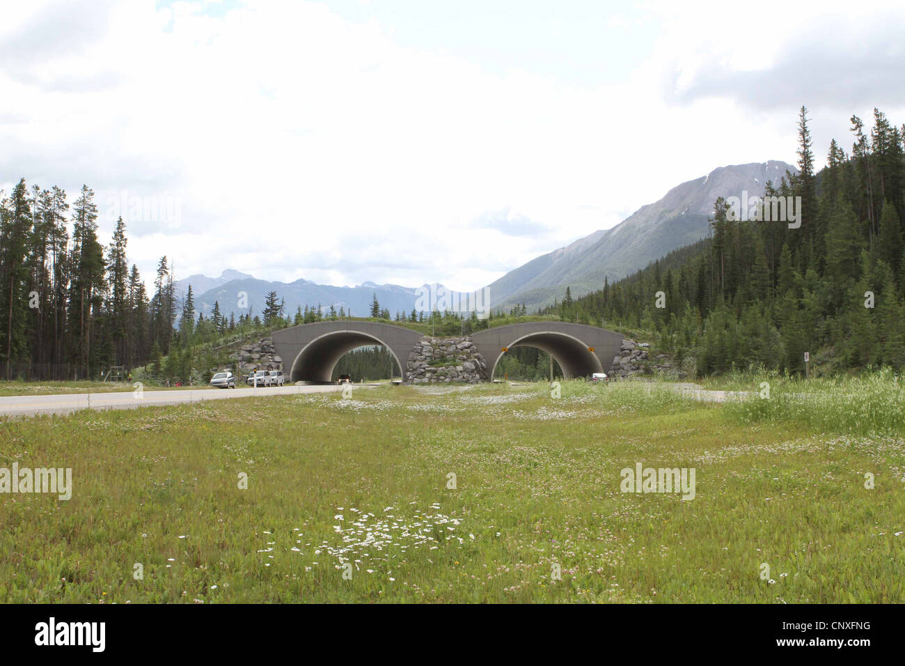 WILDLIFE CROSSING Banff National Park, Alberta Canada Stock Photo - Alamy