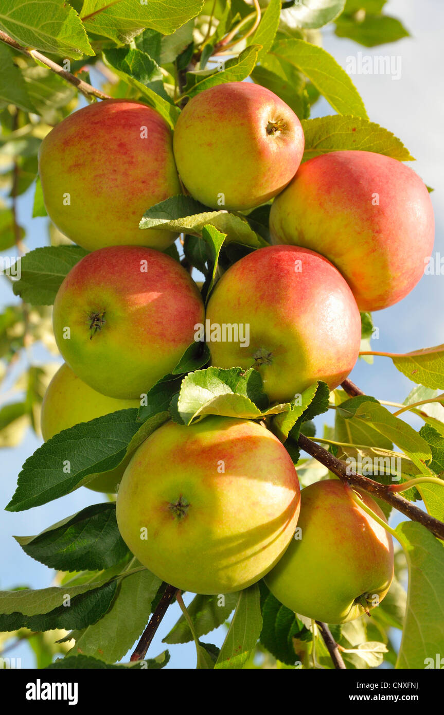 Apple tree malus domestica elstar hi-res stock photography and images ...