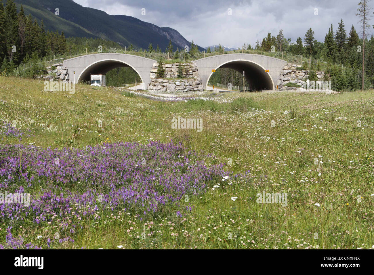 WILDLIFE CROSSING Banff National Park, Alberta Canada Stock Photo - Alamy