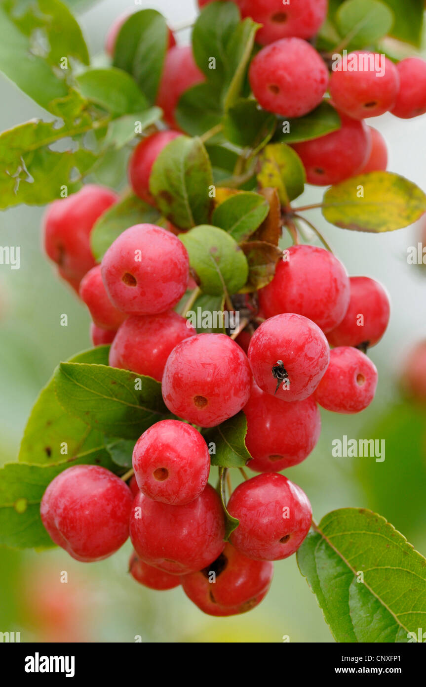 red ornamental apples, Germany Stock Photo - Alamy