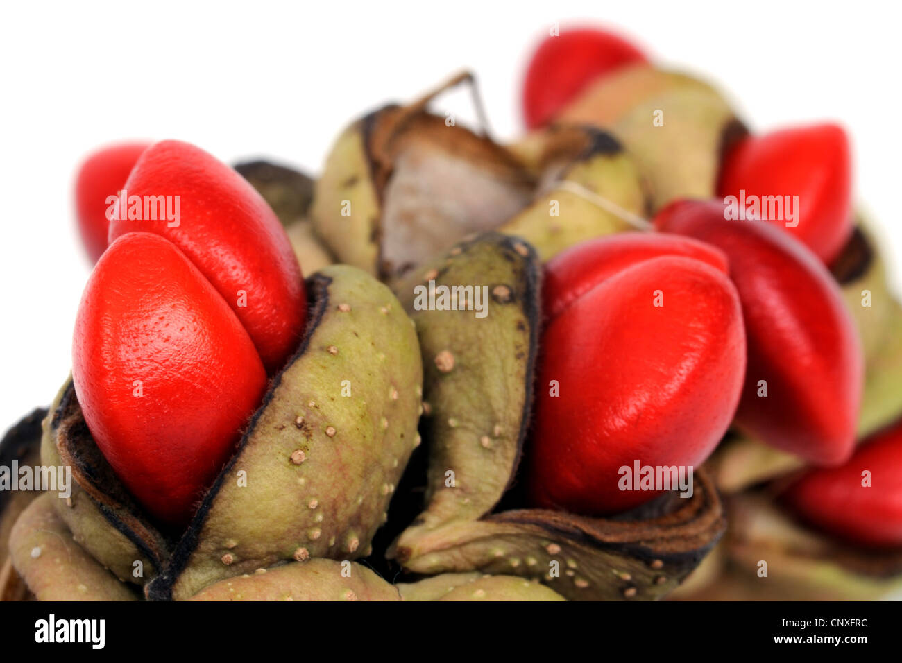 saucer magnolia (Magnolia x soulangiana, Magnolia soulangiana, Magnolia ...