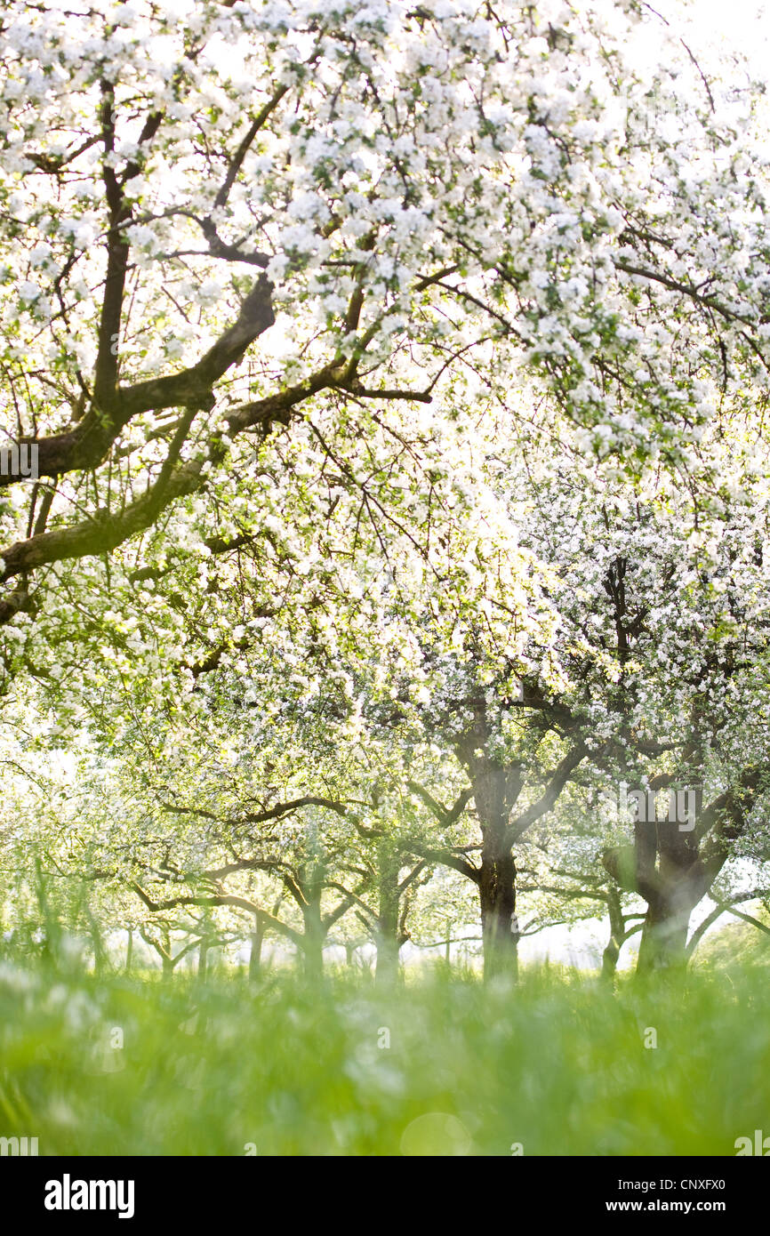 apple tree (Malus domestica), fruit tree meadows with blooming apple ...