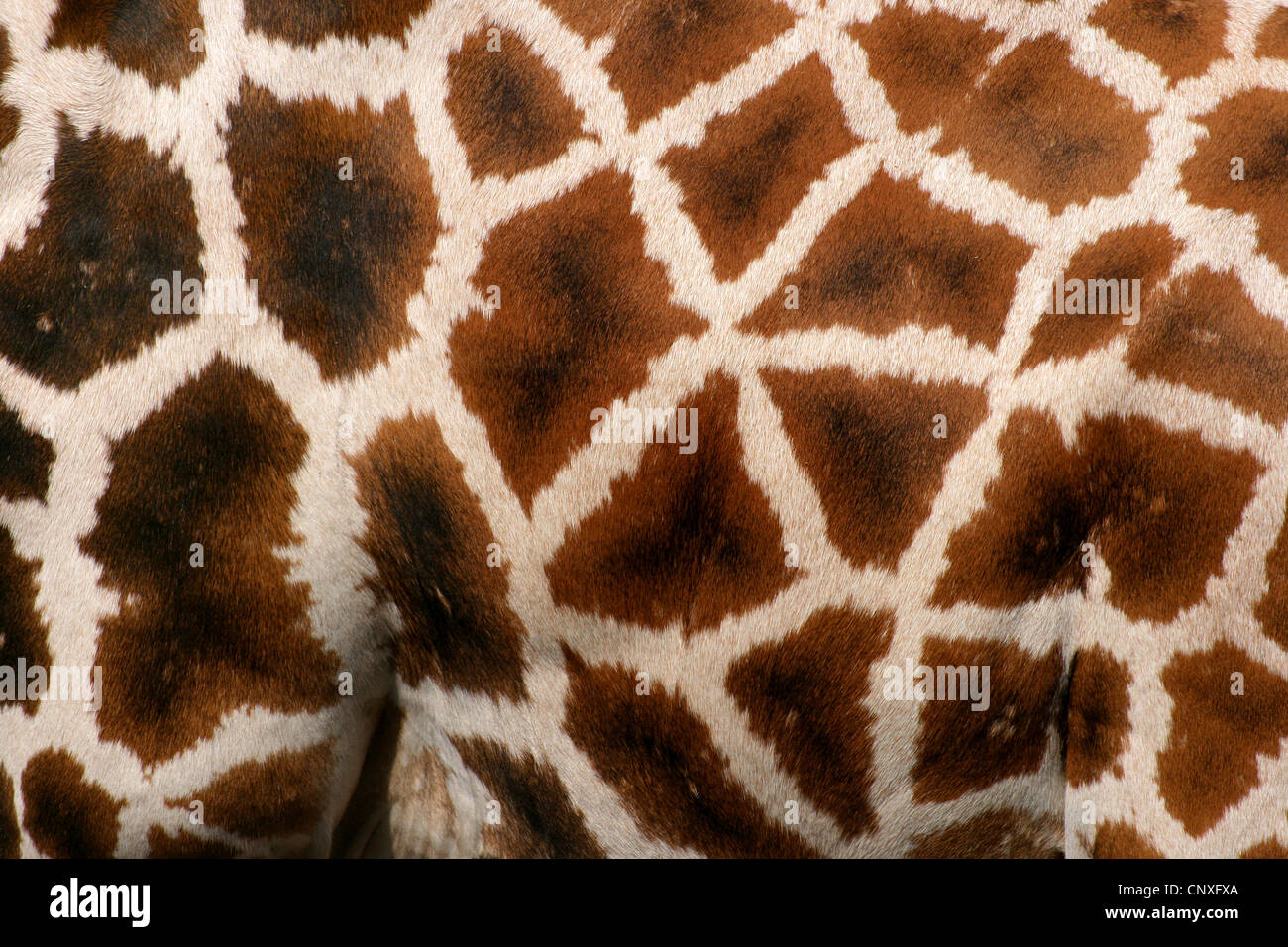 Giraffe Fur Pattern High Resolution Stock Photography and Images - Alamy