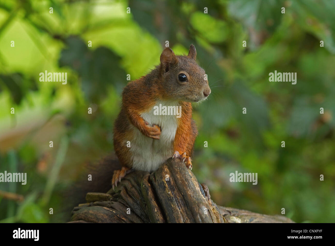 European red squirrel, Eurasian red squirrel (Sciurus vulgaris ...