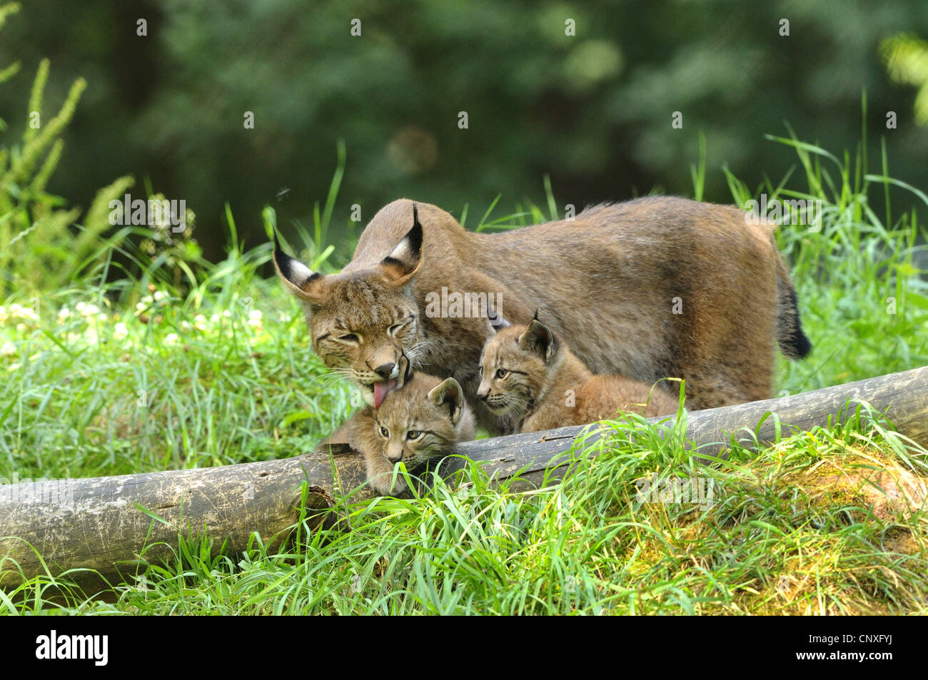 Eurasian lynx (Lynx lynx), female with offspring, Germany Stock Photo ...