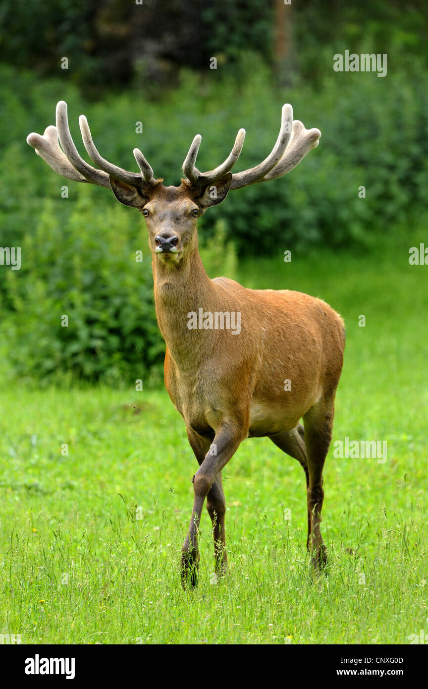 Young Red Deer Stag One High Resolution Stock Photography and Images ...