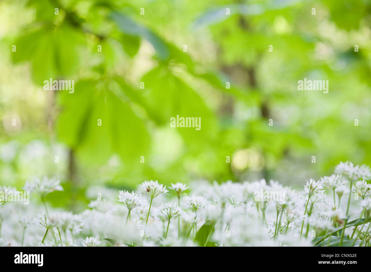 common horse chestnut (Aesculus hippocastanum), branch in a spring ...
