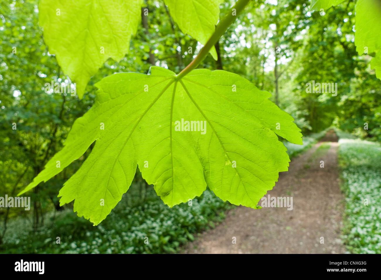sycamore maple, great maple (Acer pseudoplatanus), leaves above a ...