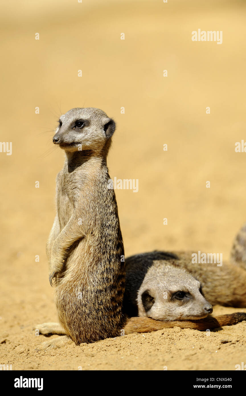 One suricate hi-res stock photography and images - Alamy