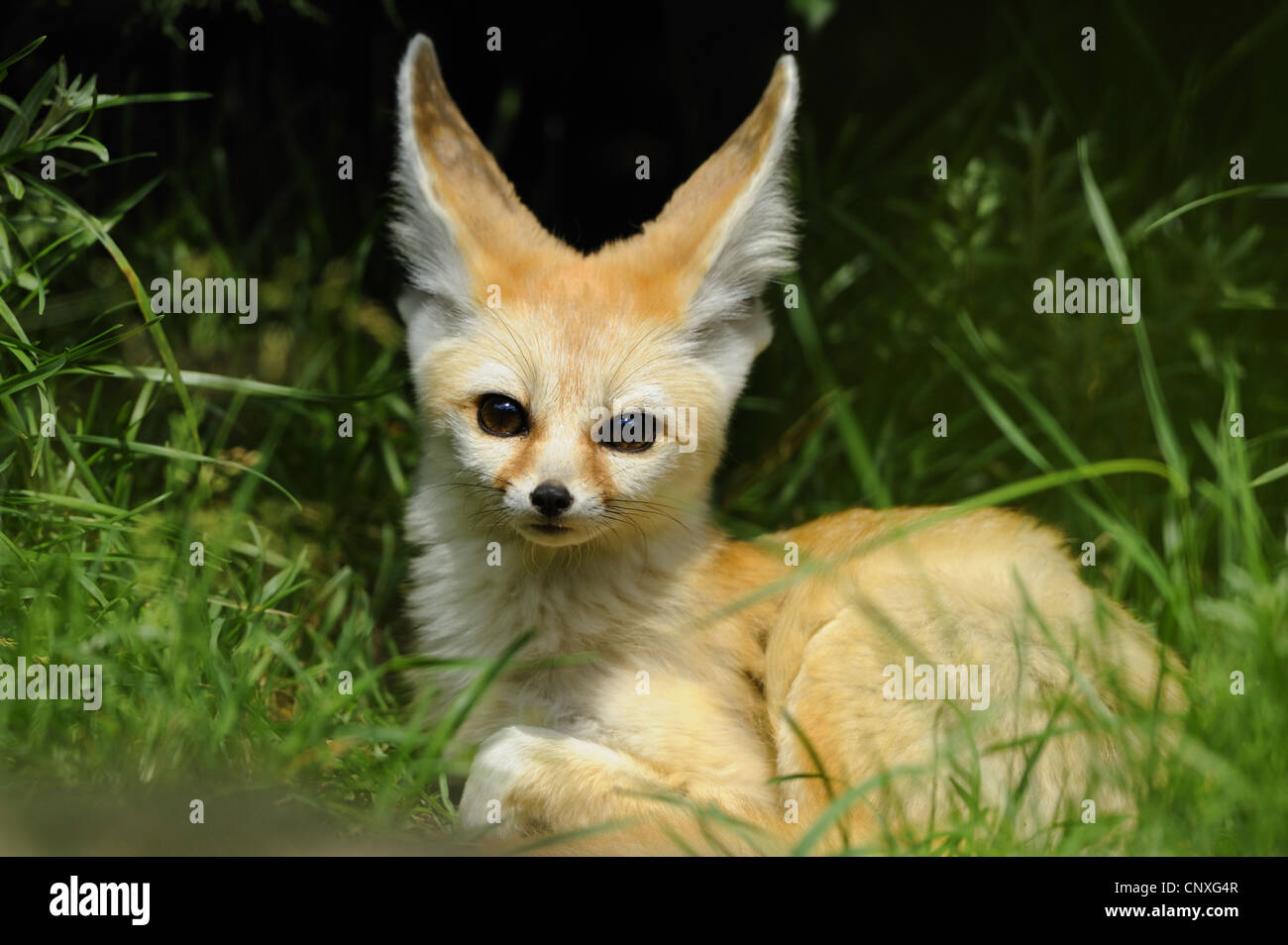 fennec fox (Fennecus zerda, Vulpes zerda), lying in grass Stock Photo ...
