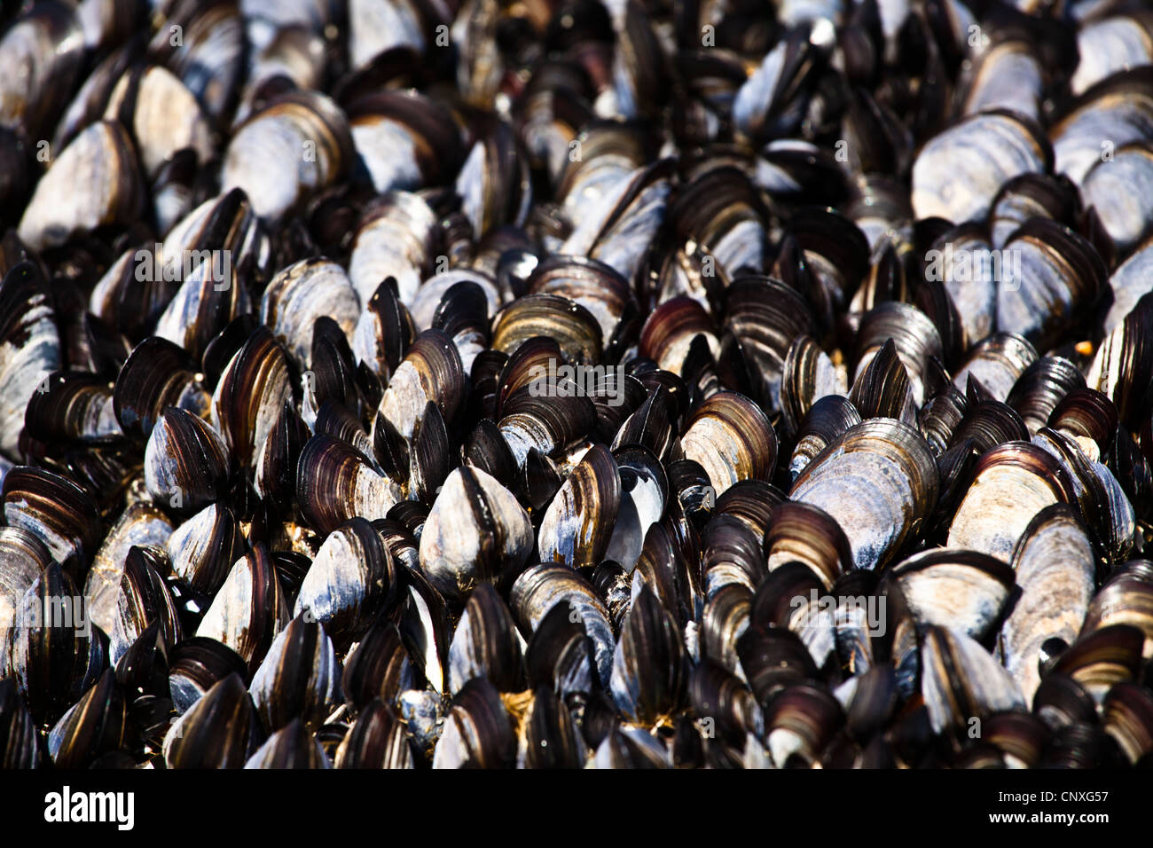 Mussels growing on a rock on the Cornish coast Stock Photo - Alamy