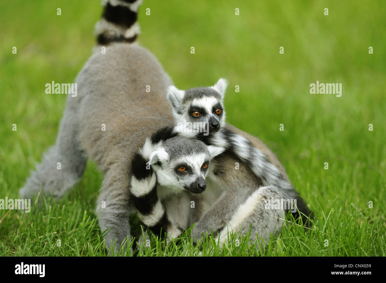 ring-tailed lemur (Lemur catta), two animals tussling in a meadow Stock ...