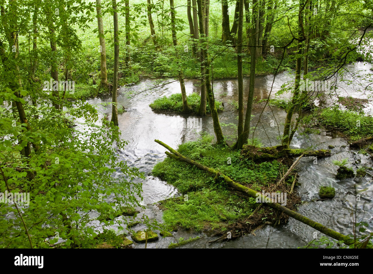 forest creek Itter, Germany, Baden-Wuerttemberg, Ittertal, Odenwald ...