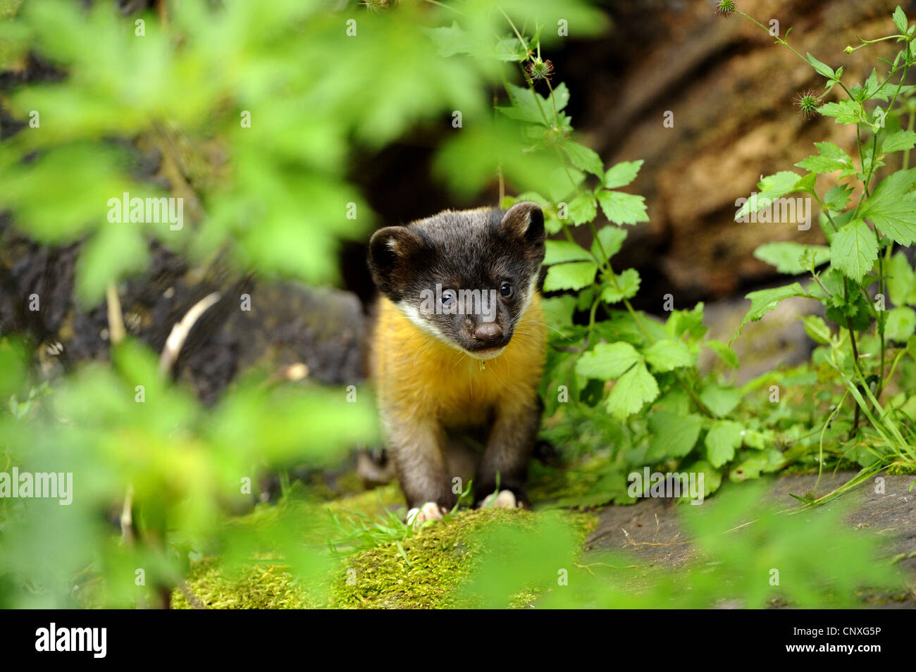Yellow-throated marten, Kharza (Martes flavigula), pup in shrubbery ...