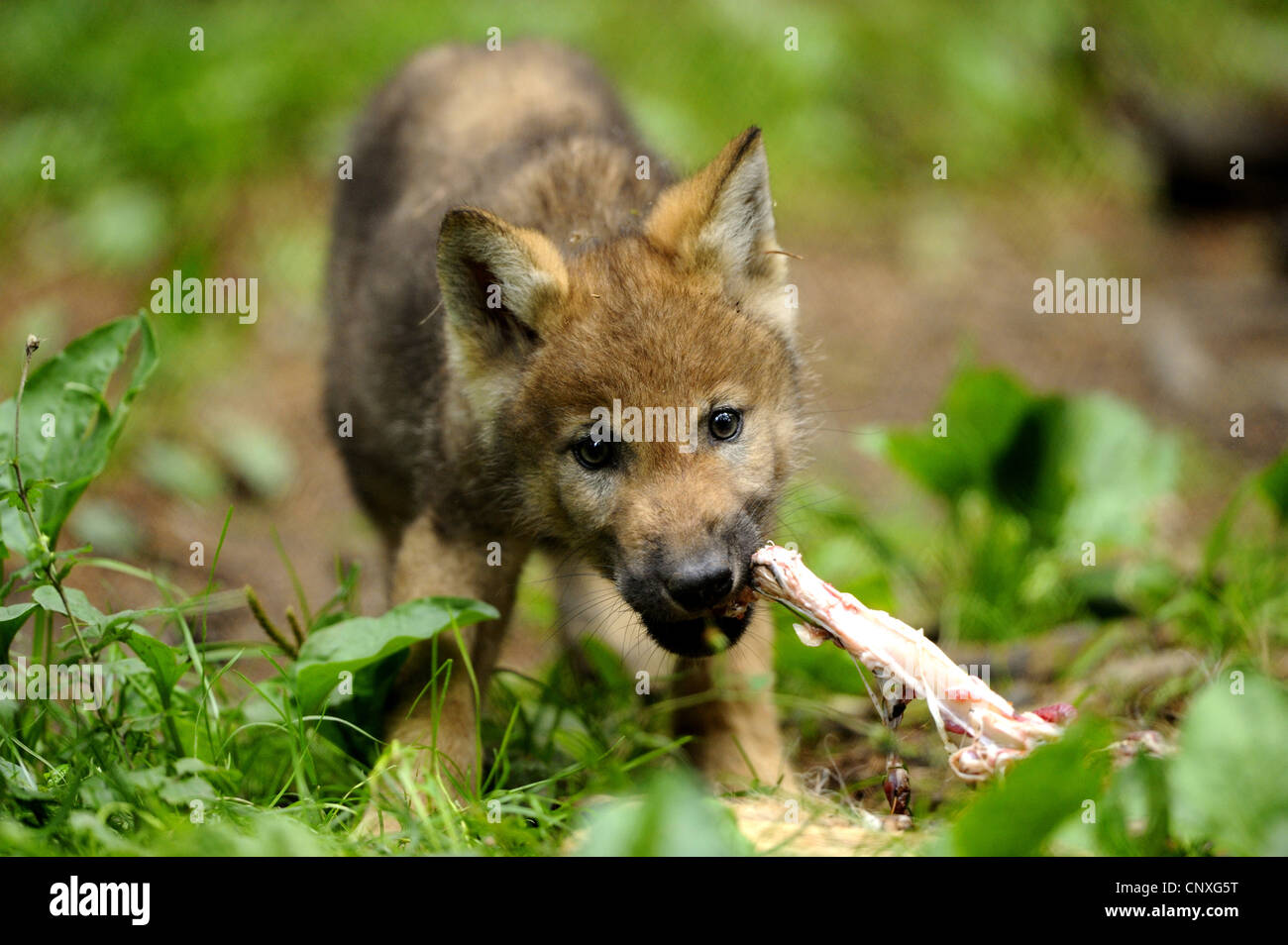 Wolf puppies standing hi-res stock photography and images - Alamy