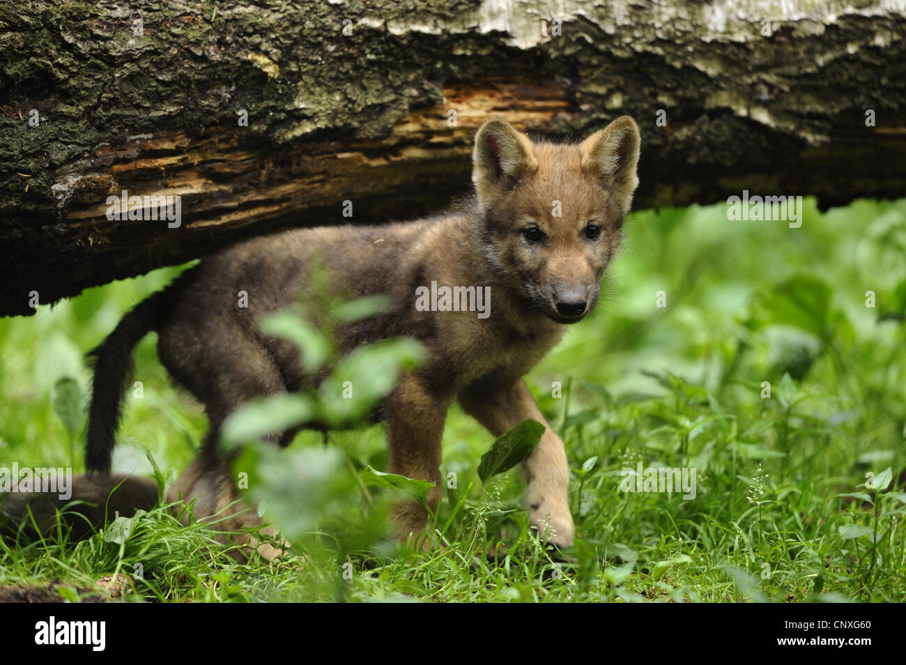 European gray wolf (Canis lupus lupus), whelp comming out from under a ...