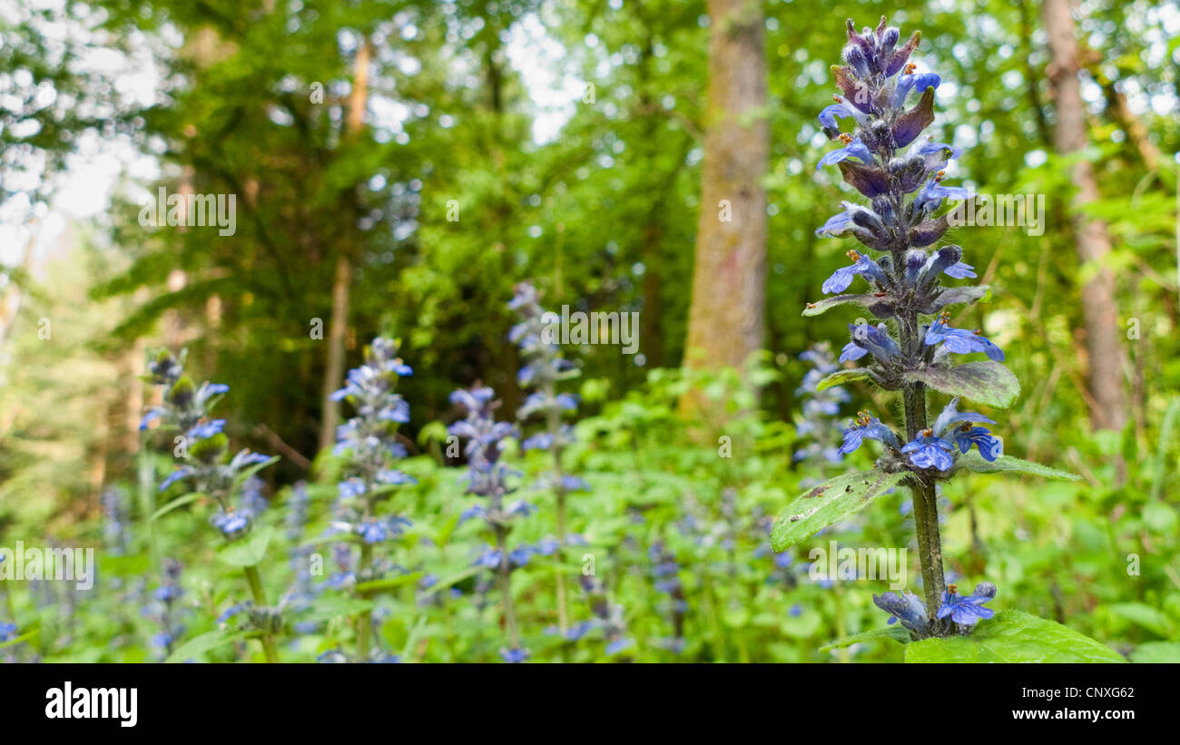 common bugle, creeping bugleweed (Ajuga reptans), blooming, Germany ...