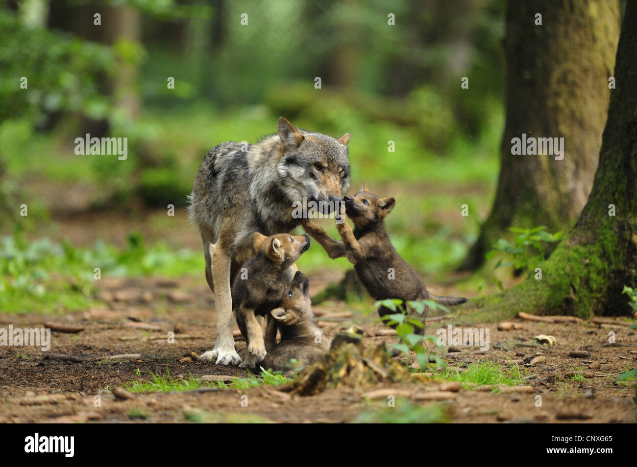 European gray wolf (Canis lupus lupus), female in a forest with three ...